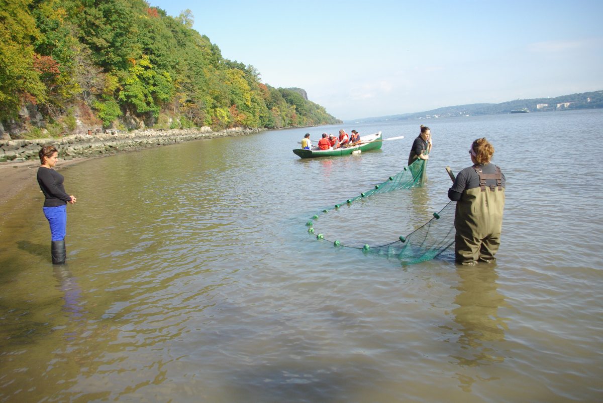 seining - Hudson River Sloop Clearwater