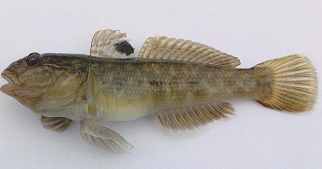 Invasive Species in the Hudson River - Hudson River Sloop Clearwater